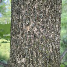 Green Ash | CMP Tree Selection Tool